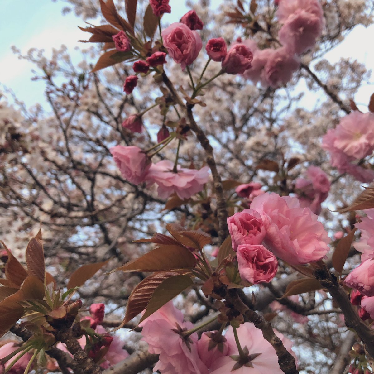 yel(@ffffoo) - Twilog (ツイログ)