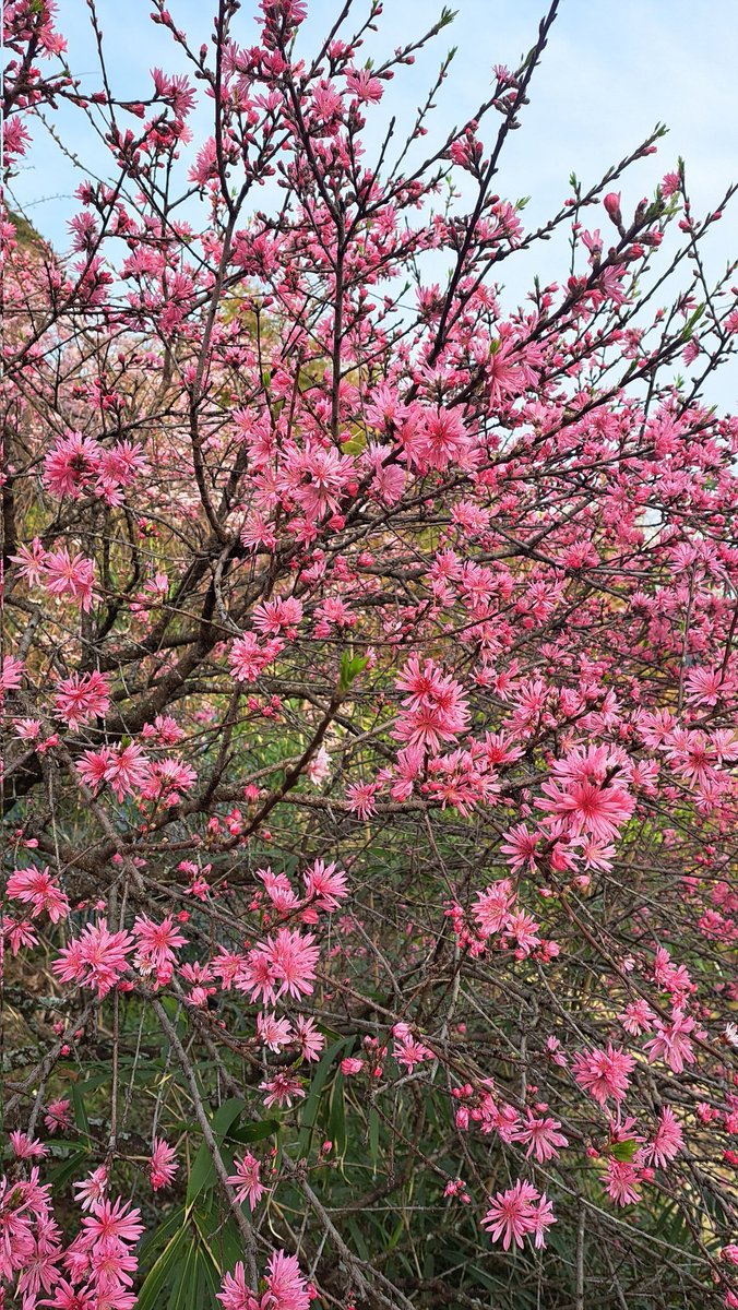 まんぼう♡︎ʾʾ(@mambo_0505) - Twilog (ツイログ)