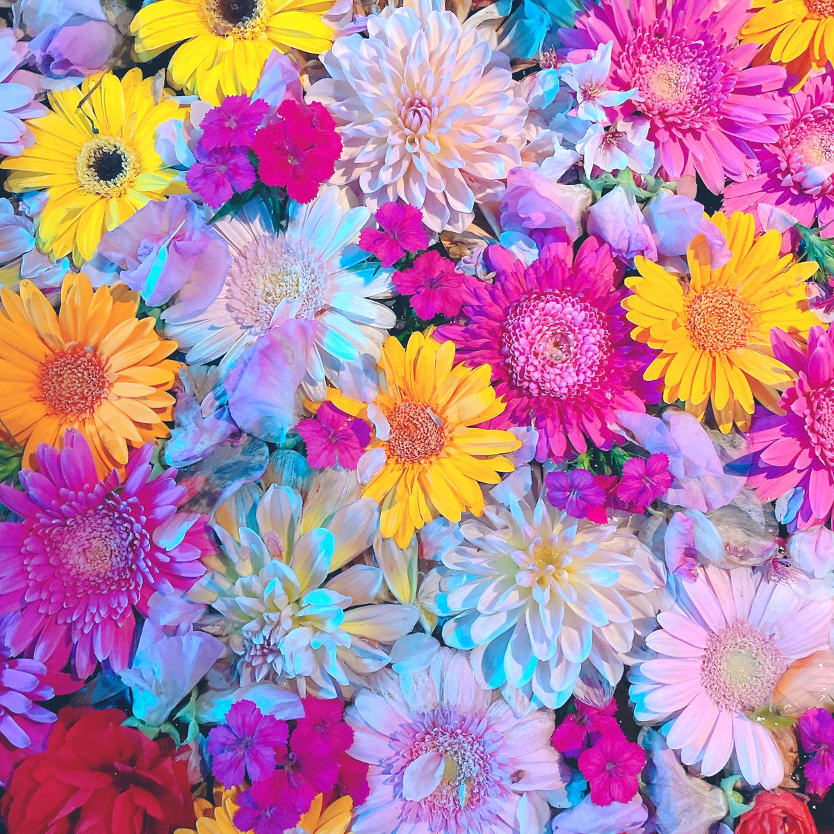 佐倉りんご(@sakura__ringo) - Twilog (ツイログ)