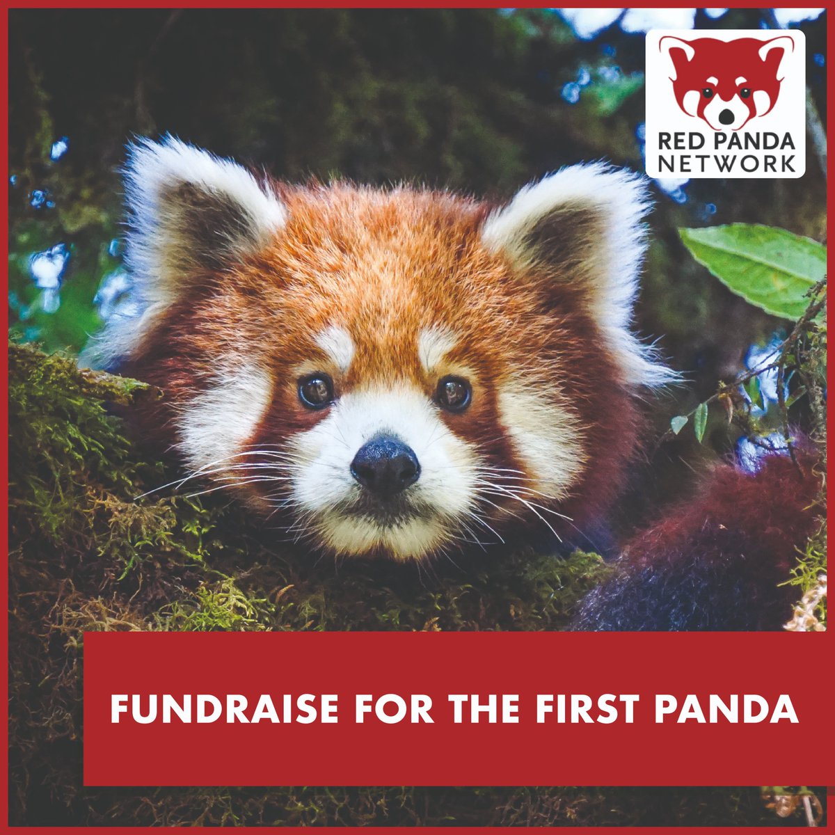 Red Panda Network on Twitter: "There are many fun ways to save the last of the first panda ...