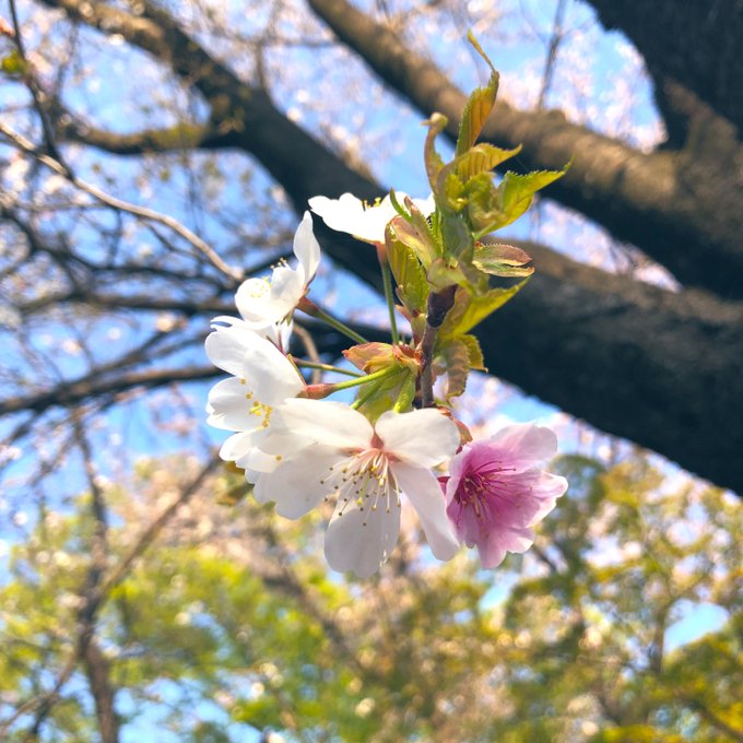 yel(@ffffoo) - Twilog