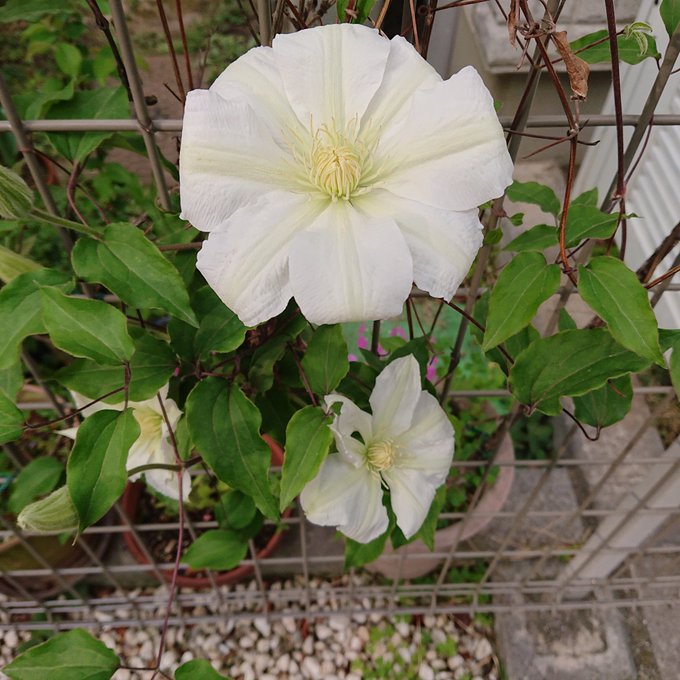 はち(@yoshi_pi) - Twilog