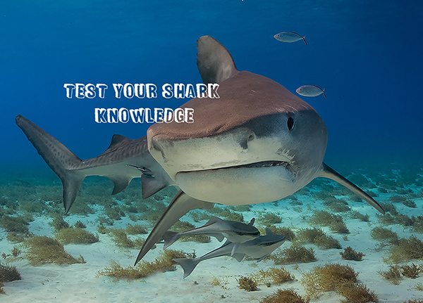 Shark Education on Twitter: "Test your shark knowledge with our FIN ...