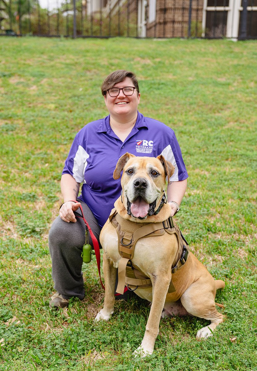 English Bull Mastiff Hercules