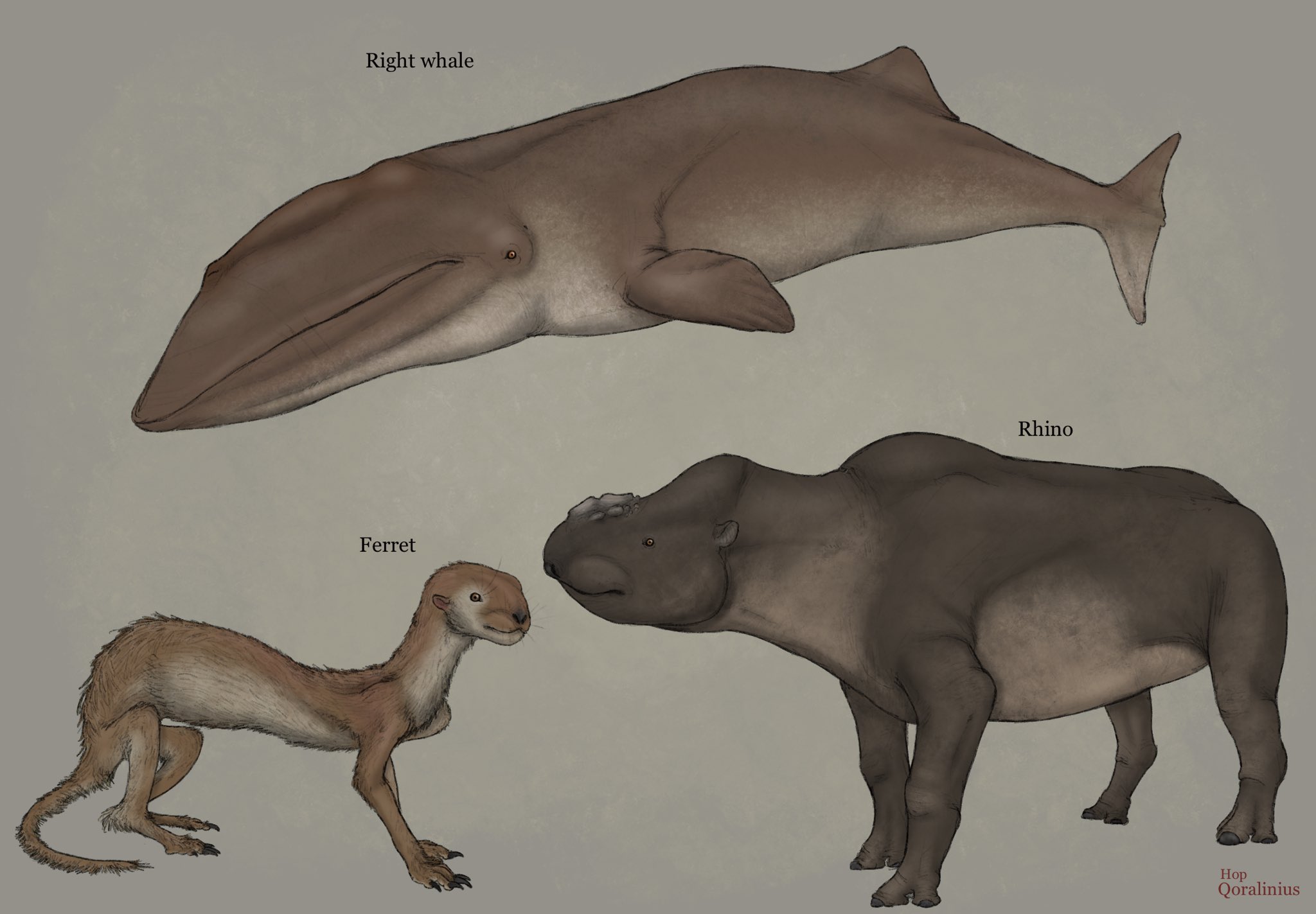 Future Evolution Of Animals