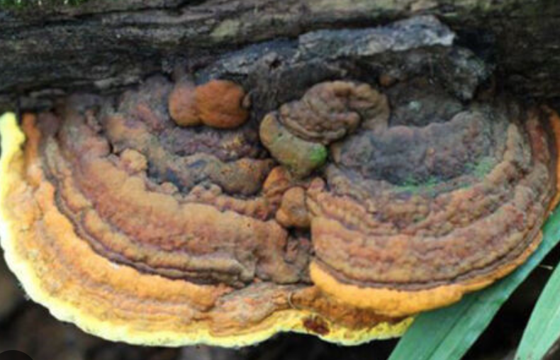 Mushrooms that have shown specific anti-sarcoma cancer activity. A ...