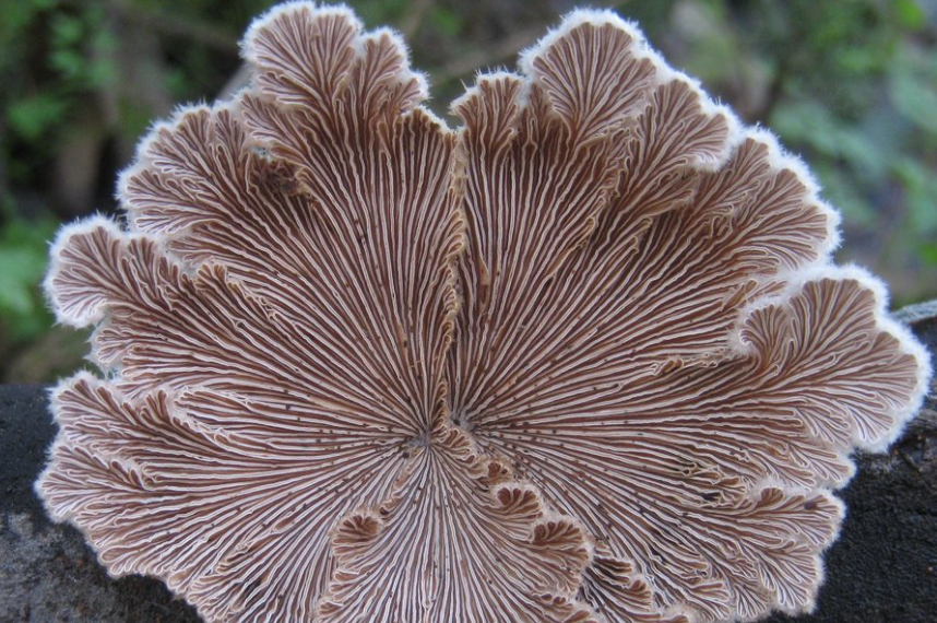 Mushrooms that have shown specific anti-sarcoma cancer activity. A ...