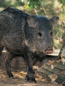 Javelina Attack