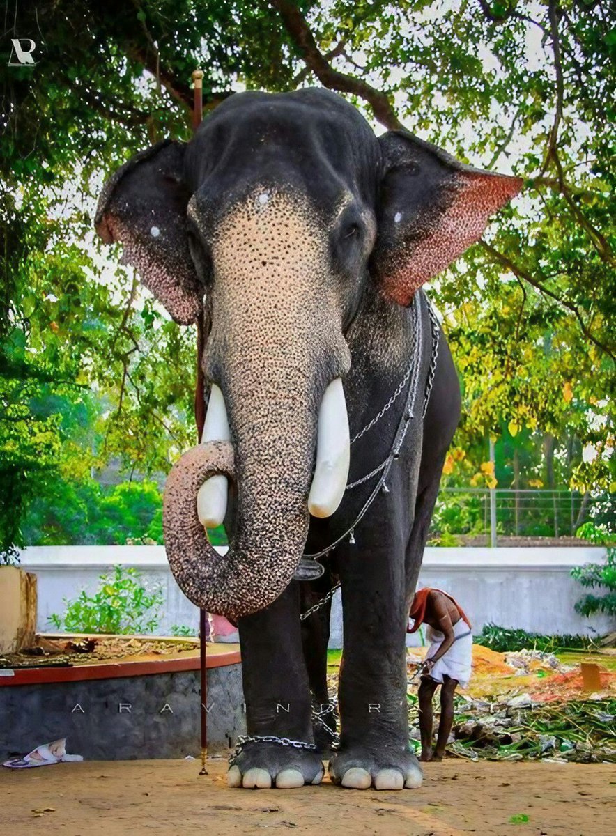 10 Famous Divine Temple Elephants in Kerala 1. Thechikottukavu ...