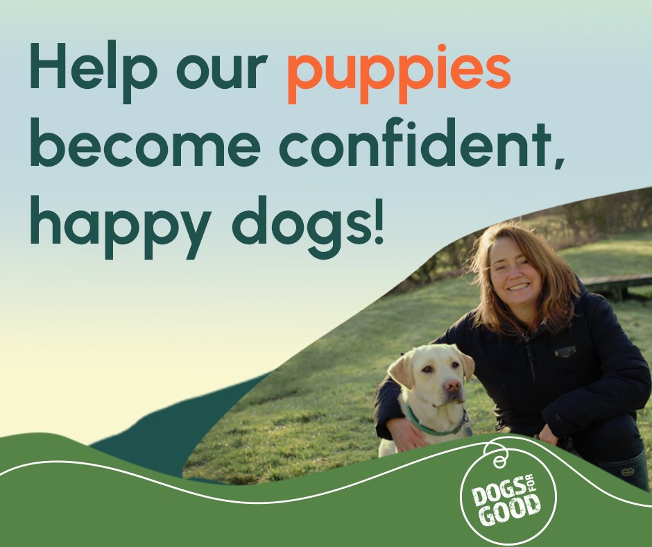 How Do You Take Good Pictures Of Dogs