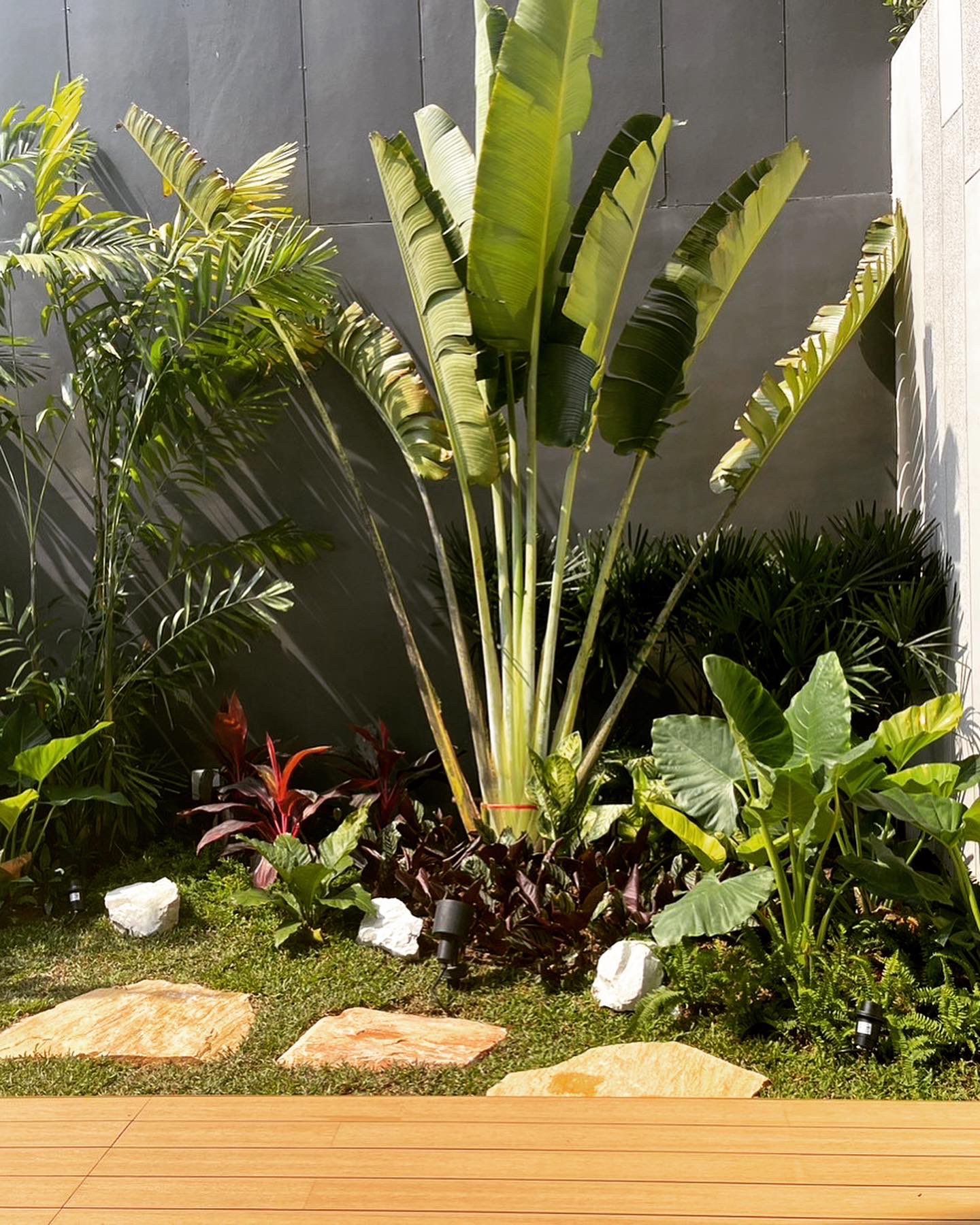 Banana Tropical Landscape Design Growing Bananas | Jesse Garden