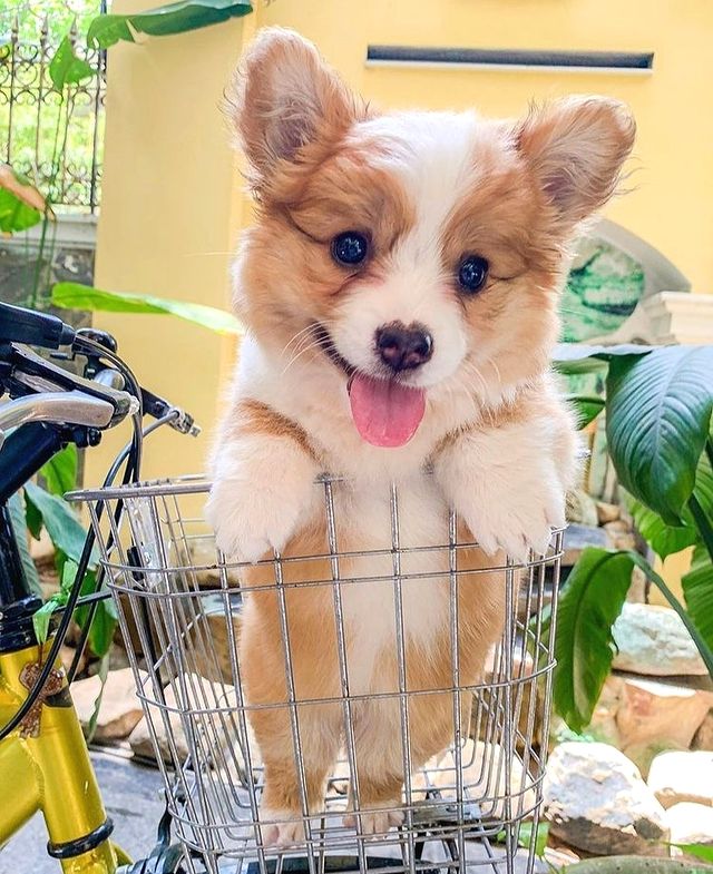 Corgi Lovers (@corgi____lovers) / Twitter