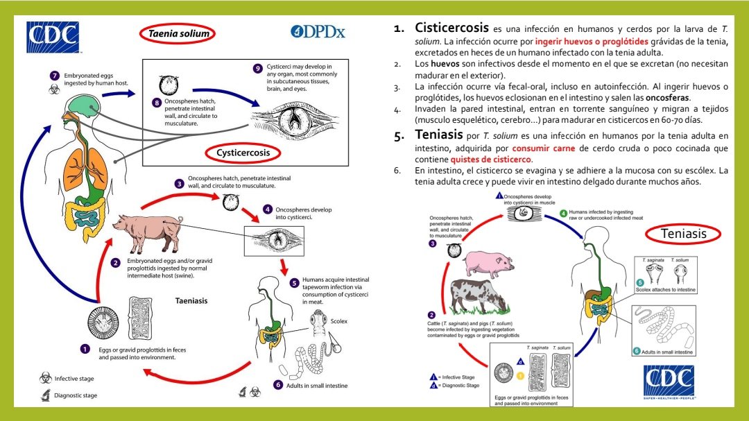 Diagrama De Tenia Humana Qué Es El Cáncer De Vejiga? | American