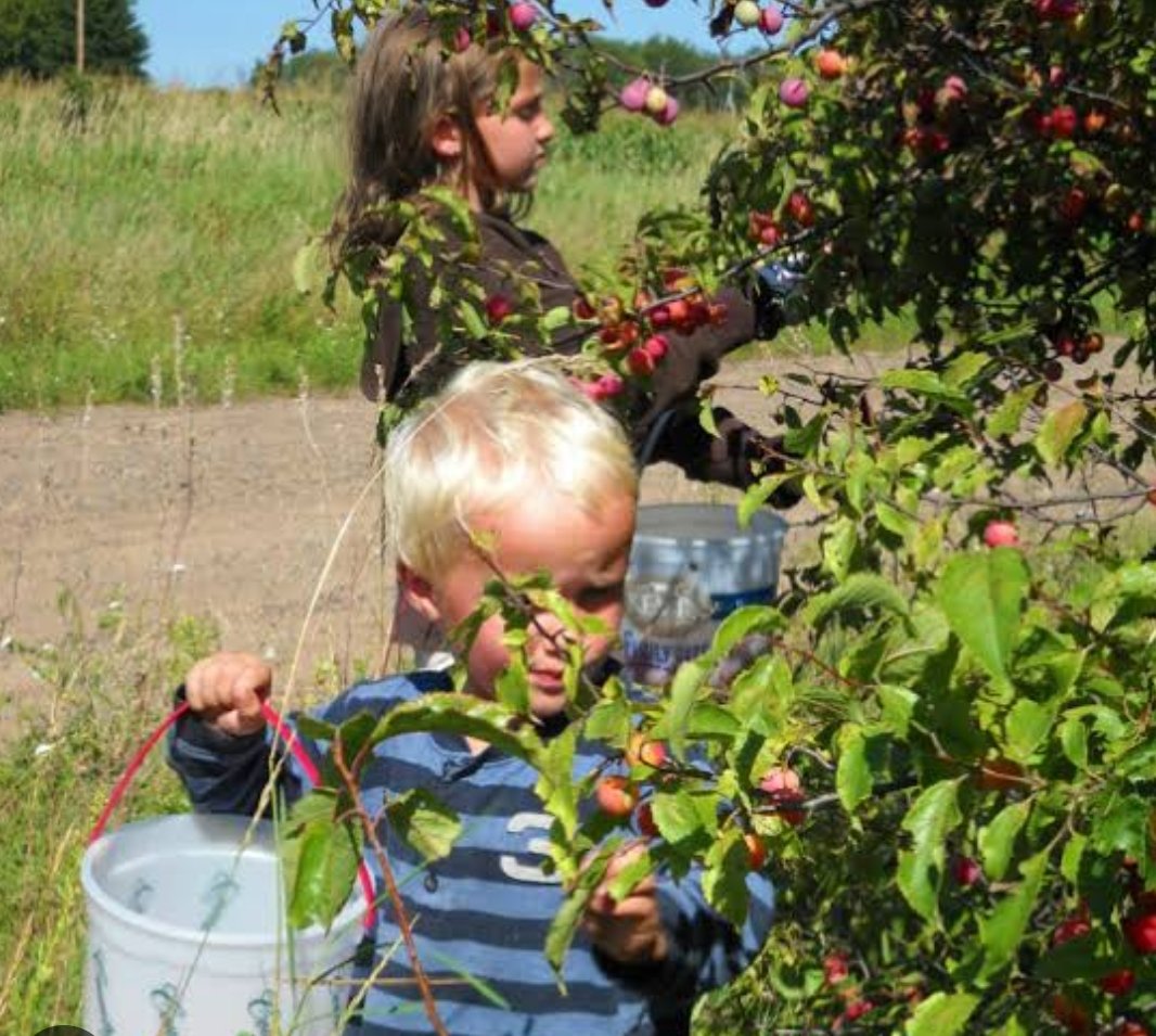 JG (Johan) van Zyl ️ on Twitter: "Imagine if we plant fruit trees on roadsides, even if it is ...
