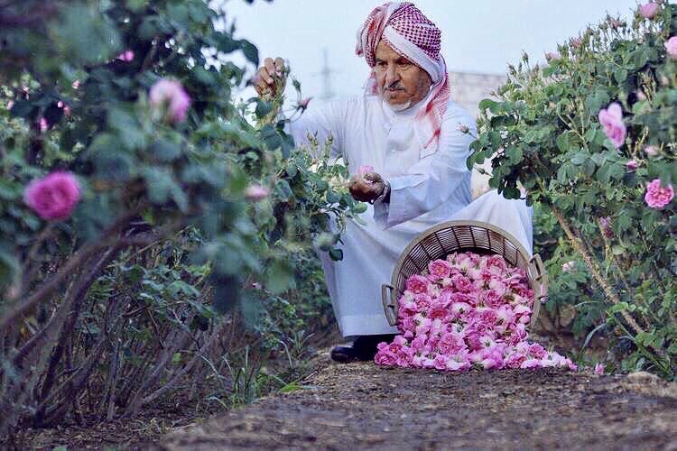 Every spring roses bloom in the western Saudi city of Taif, turning ...