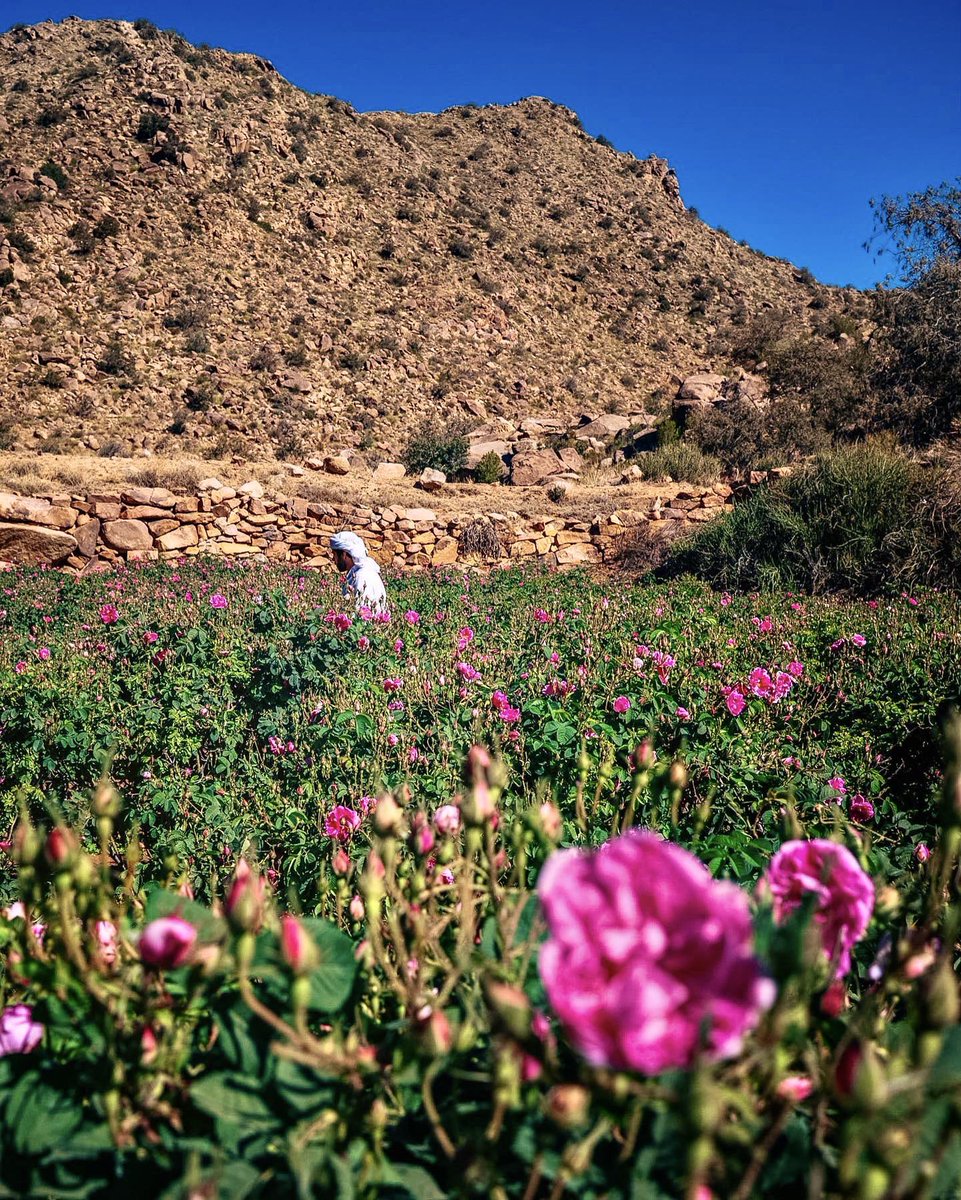 Every spring roses bloom in the western Saudi city of Taif, turning ...