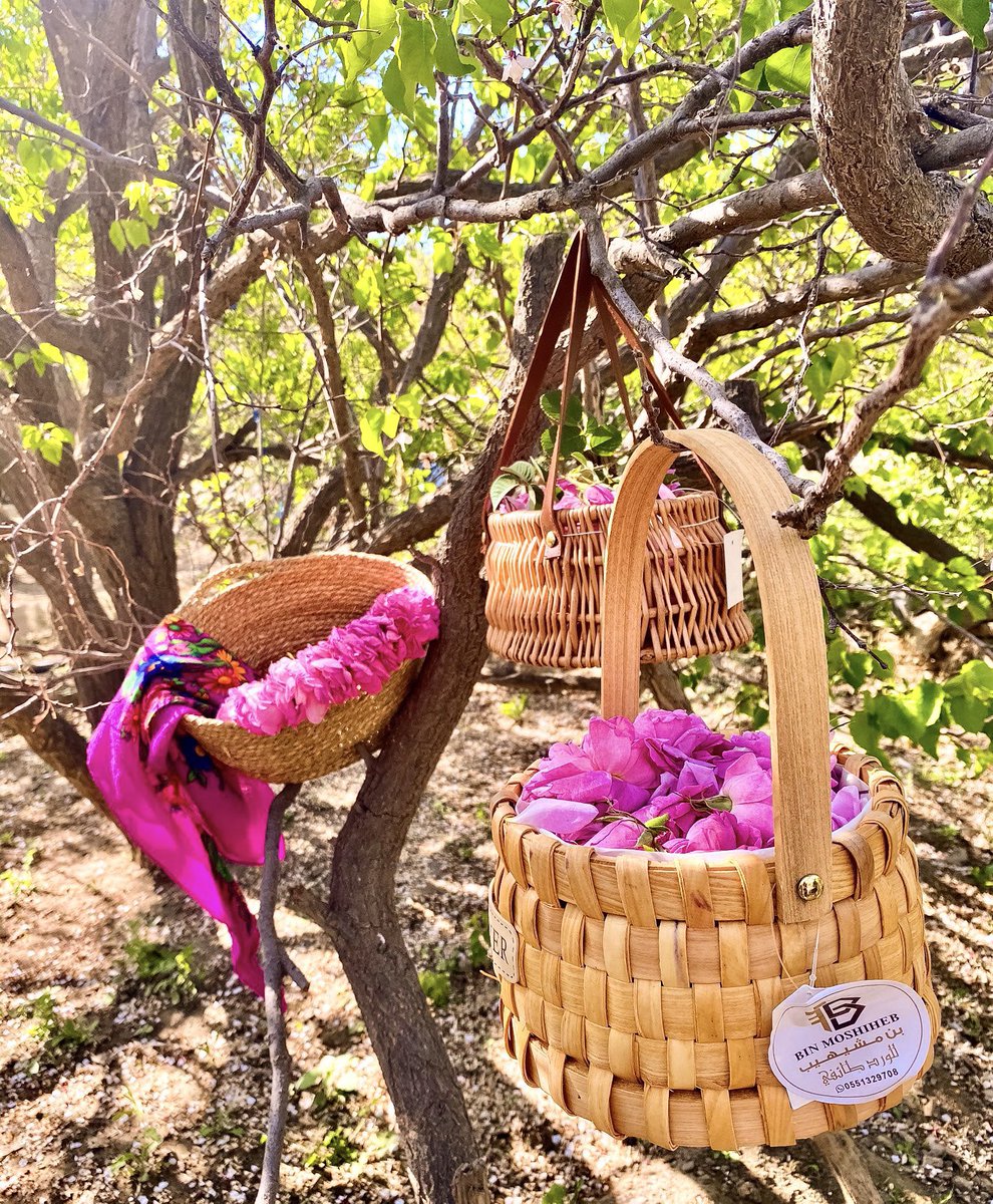 Every spring roses bloom in the western Saudi city of Taif, turning ...