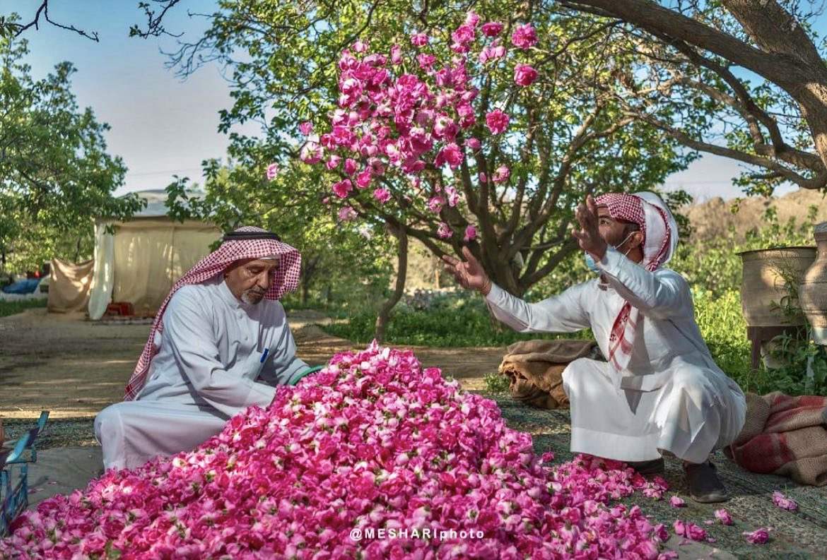 Every spring roses bloom in the western Saudi city of Taif, turning ...