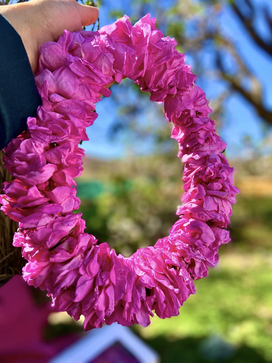 Every spring roses bloom in the western Saudi city of Taif, turning ...