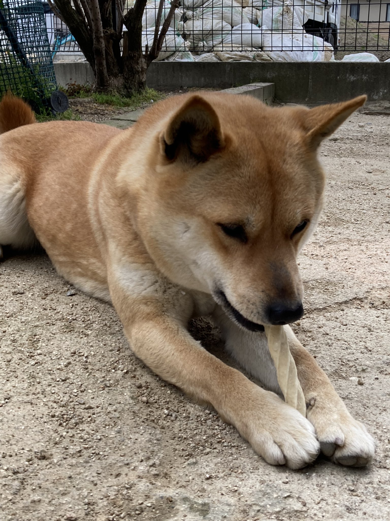 山陰柴犬^ᴥ^もなか (@sanin_48_monaka) / Twitter