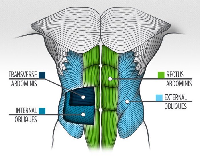 Strong core muscles are essential for maintaining good balance ...