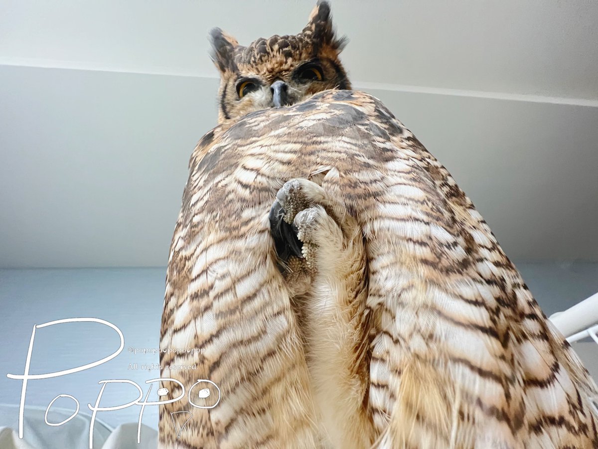 ぽー日誌 On Twitter 公式練習が全て終わりました。ここであんよを補充します。あとコッペパンも補充します。頭の回転が鈍るので糖分も補充します。 補充頻度多くね?って思ったあなた