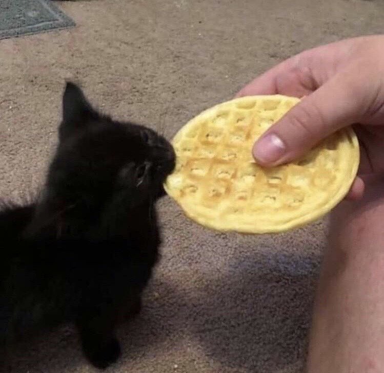 smol silly cat (@Catsillyness) / Twitter