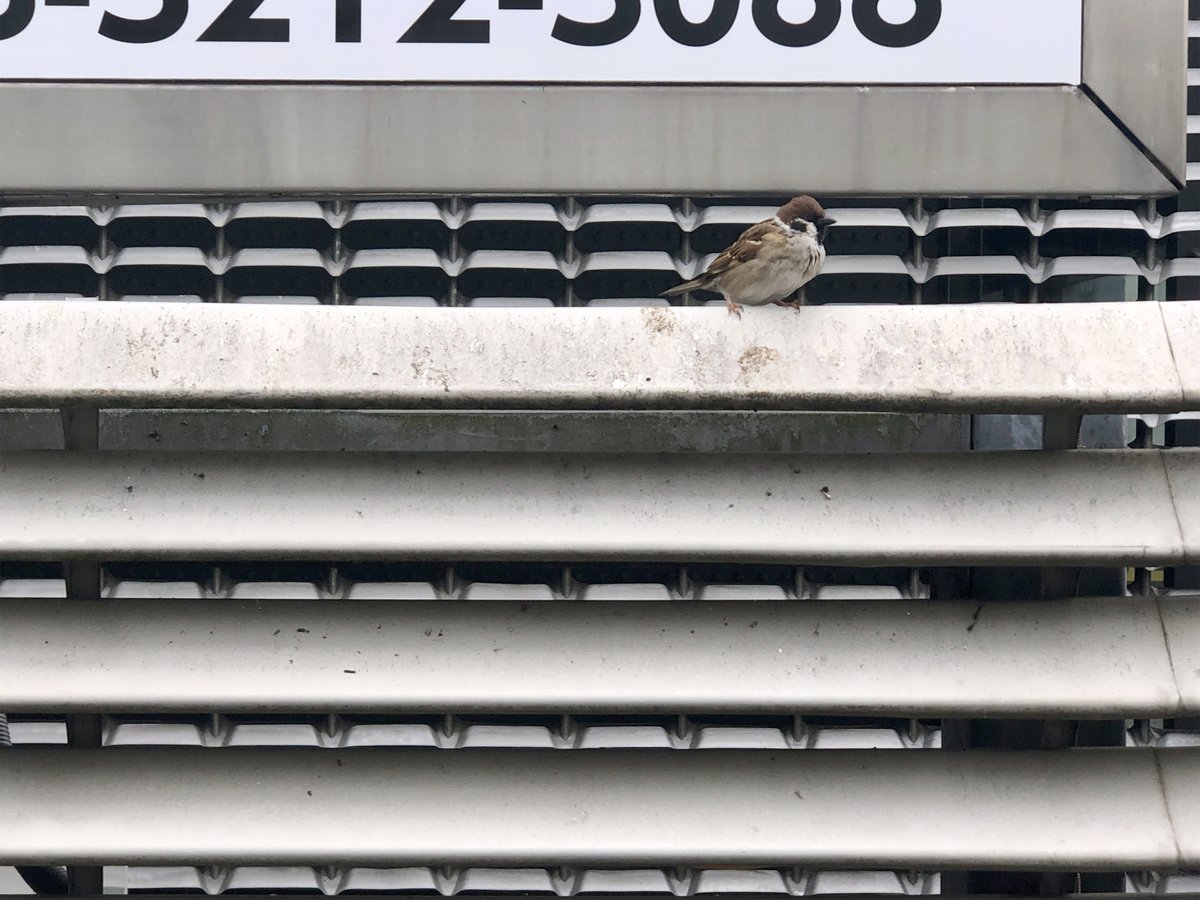 METEOR(@meteor_club) - Twilog (ツイログ)