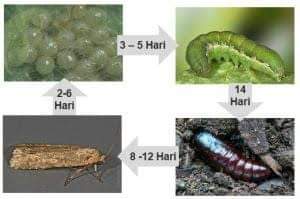 Ulat Grayak (Spodoptera litura) Ulat merupakan jenis hama yg akan ...
