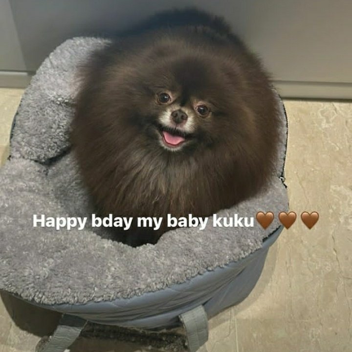 Happy 8th years old to fluffy brown ball, Kuma.. Keep healthy, happy ...