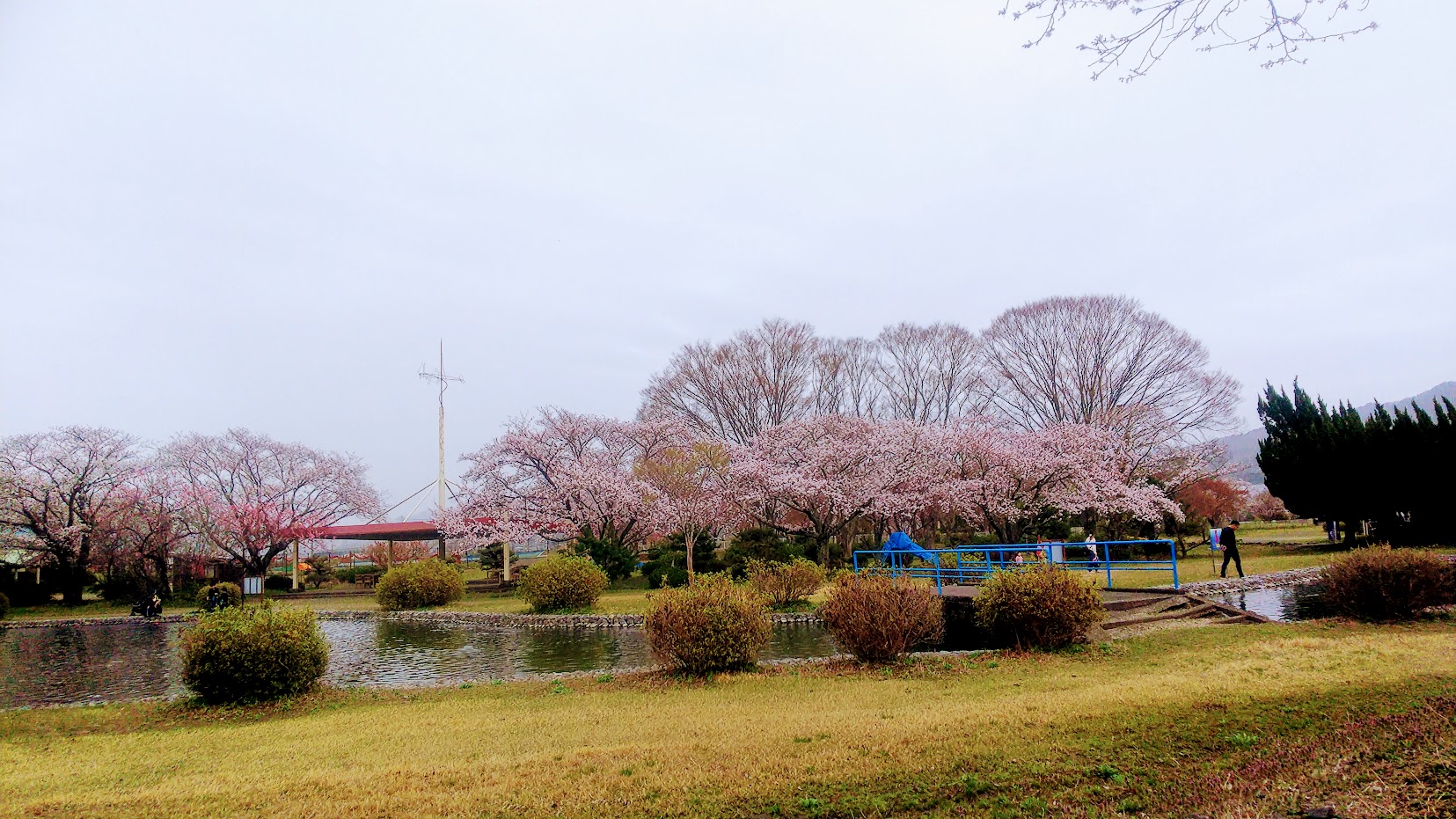 目で確認現場主義 On Twitter びわ湖大津、南郷付近の桜②の②、左上水産センターの桜見ごろ、右上近所のお宅に咲いていたモクレンの花、右下瀬田鉄橋特急はるか8時05分通過、左下国道一