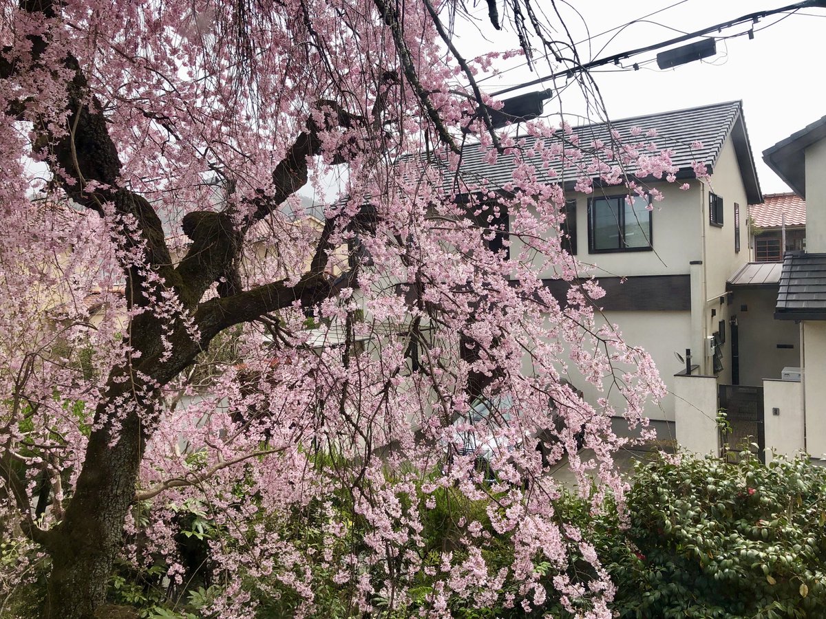 すみれの言葉(@sumire_gingetsu) - Twilog (ツイログ)