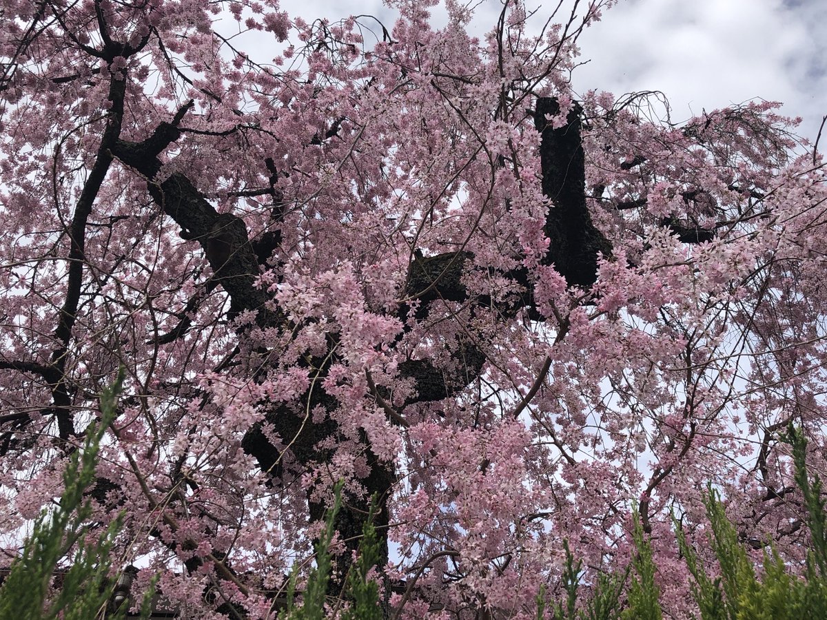 すみれの言葉(@sumire_gingetsu) - Twilog (ツイログ)