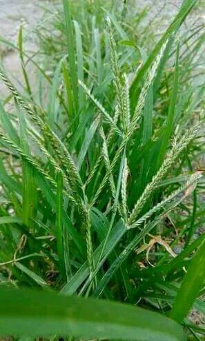 Rumput yang tumbuh adalah indikasi dari kualitas tanah. Dalam 1 meter ...