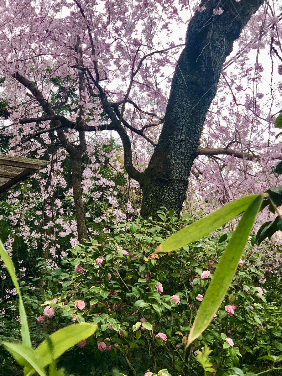 すみれの言葉(@sumire_gingetsu) - Twilog (ツイログ)