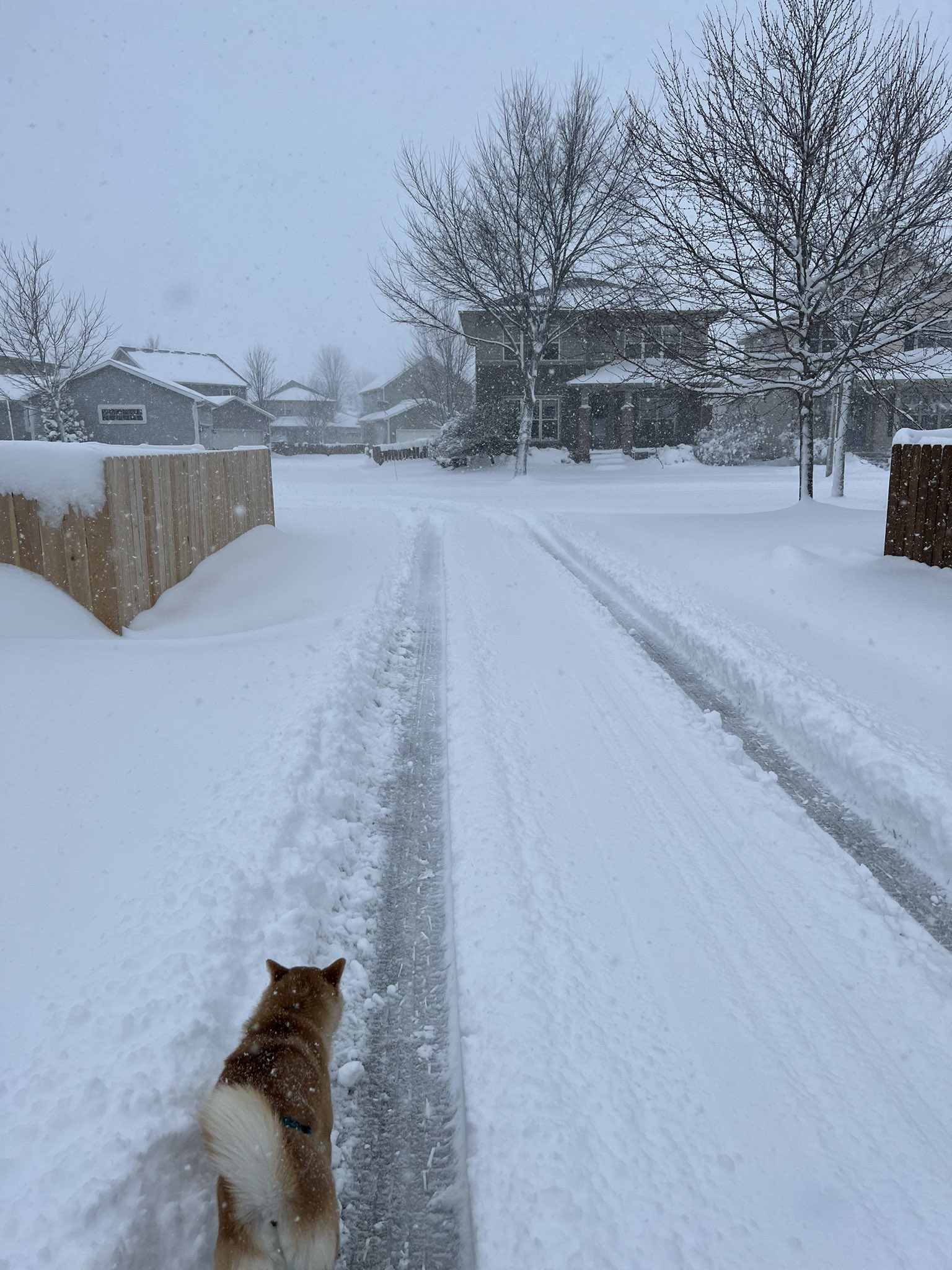 Managers Be Like Snow