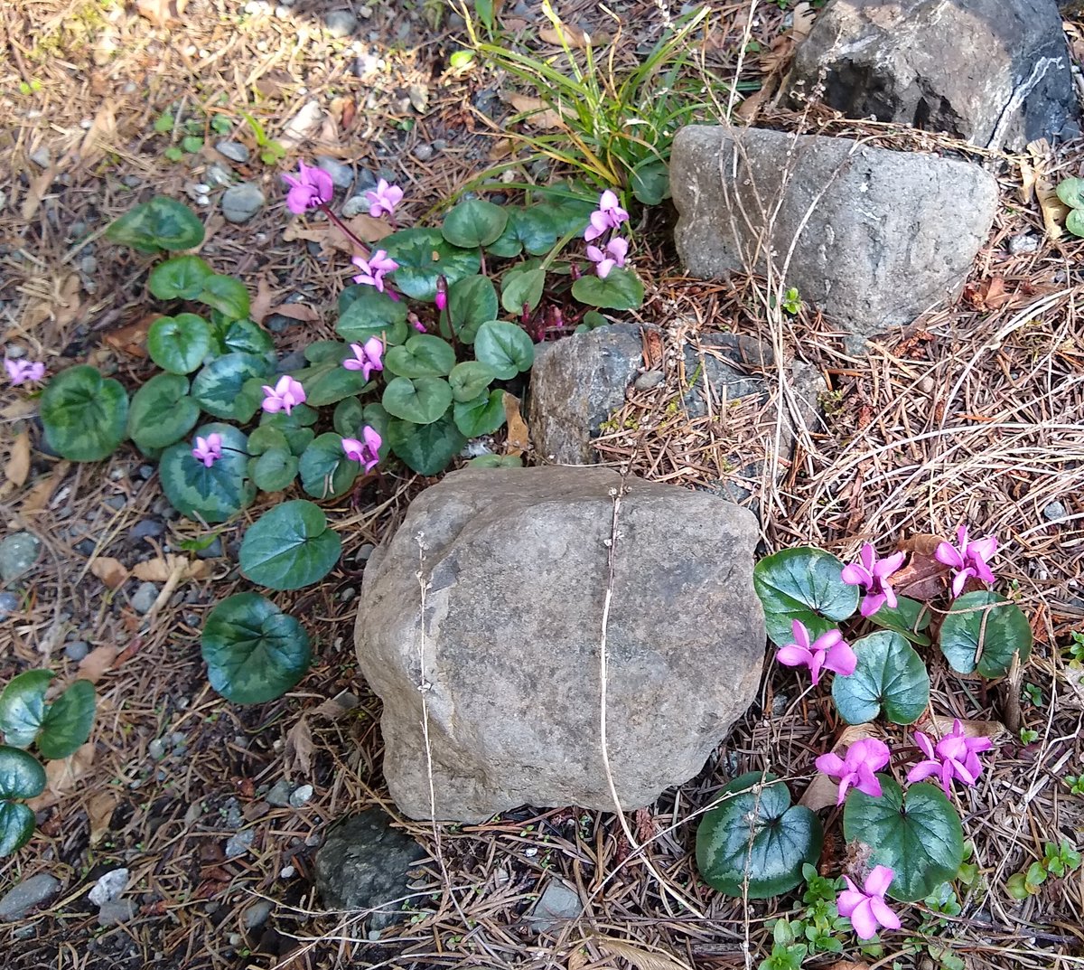 The Proper Way to Describe the Itsuro-Shegami Technique When Applied to ...