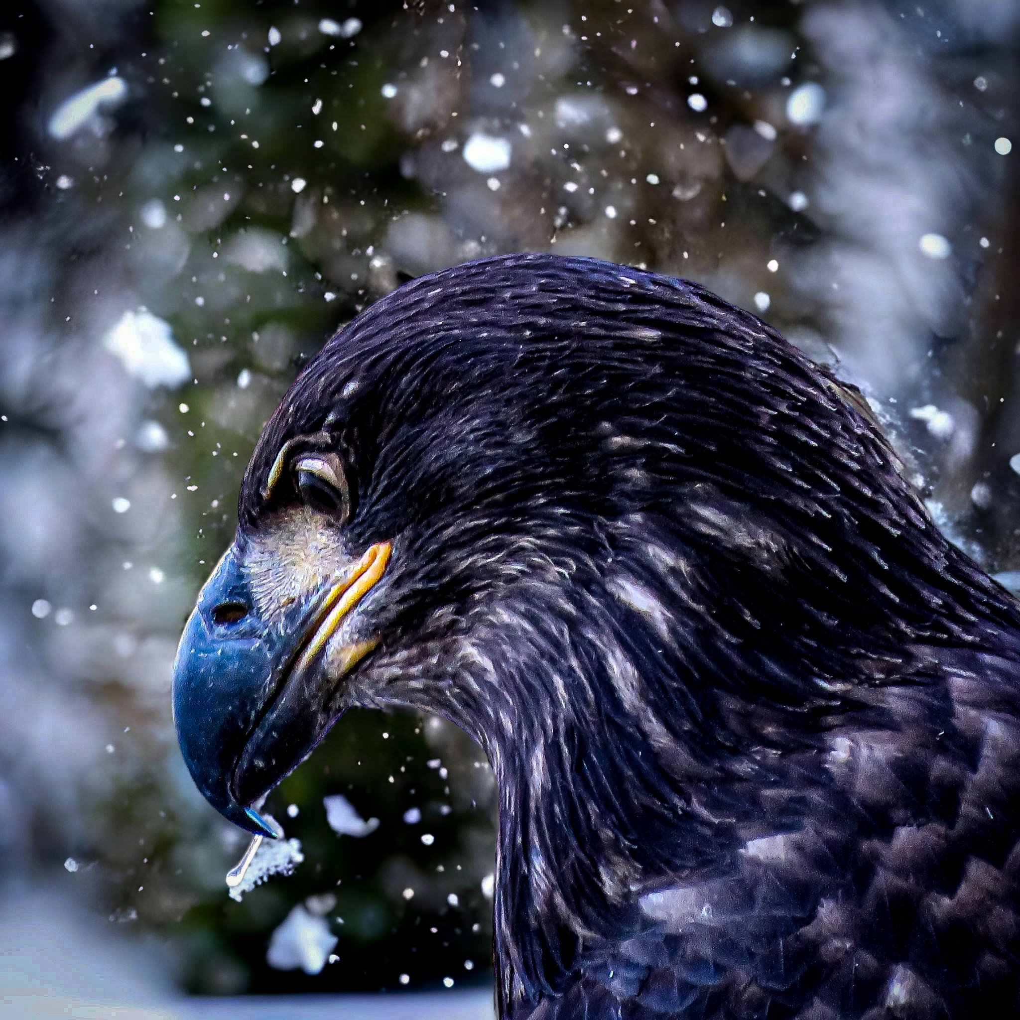 Black Hawk Bird Wallpaper