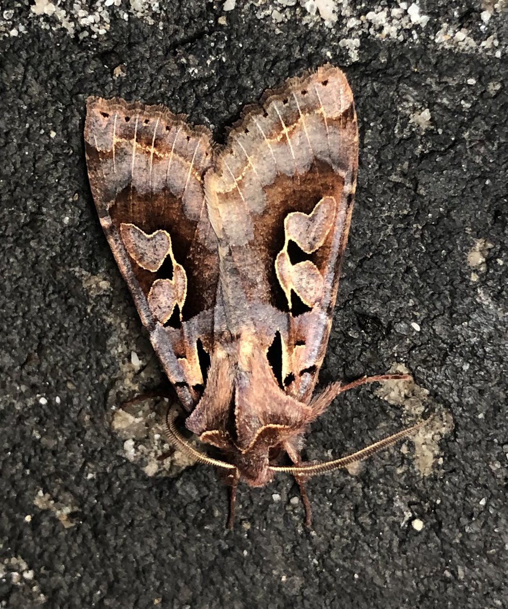 syakuga 🦋個展3/1-10 @安曇野(@Lotus_87s) - Twilog (ツイログ)