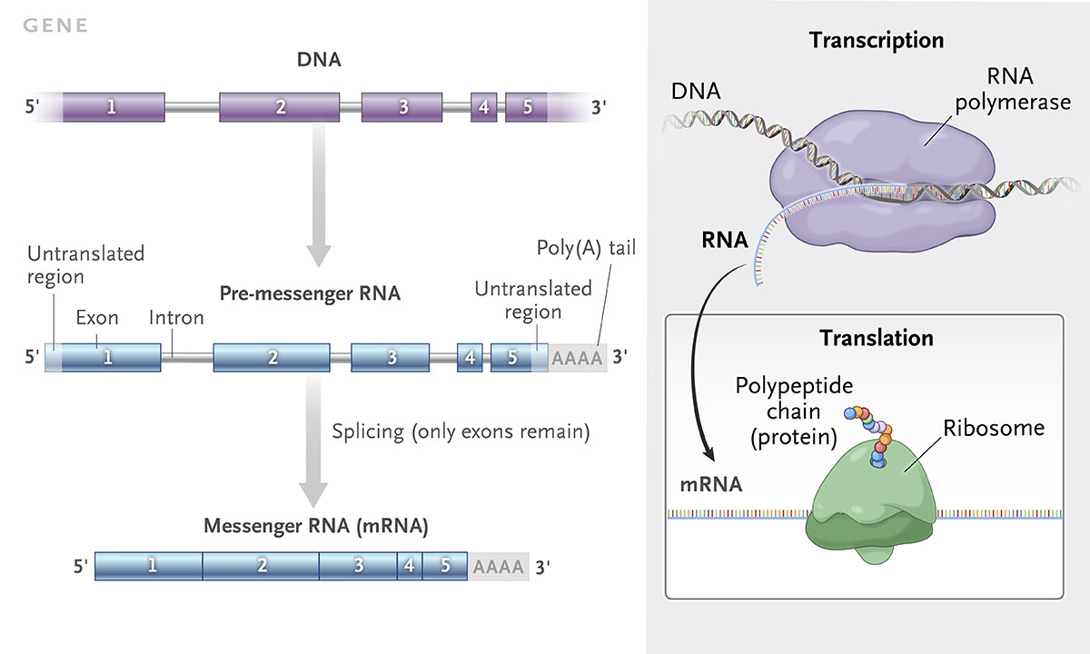 Rna Polymerase Translation