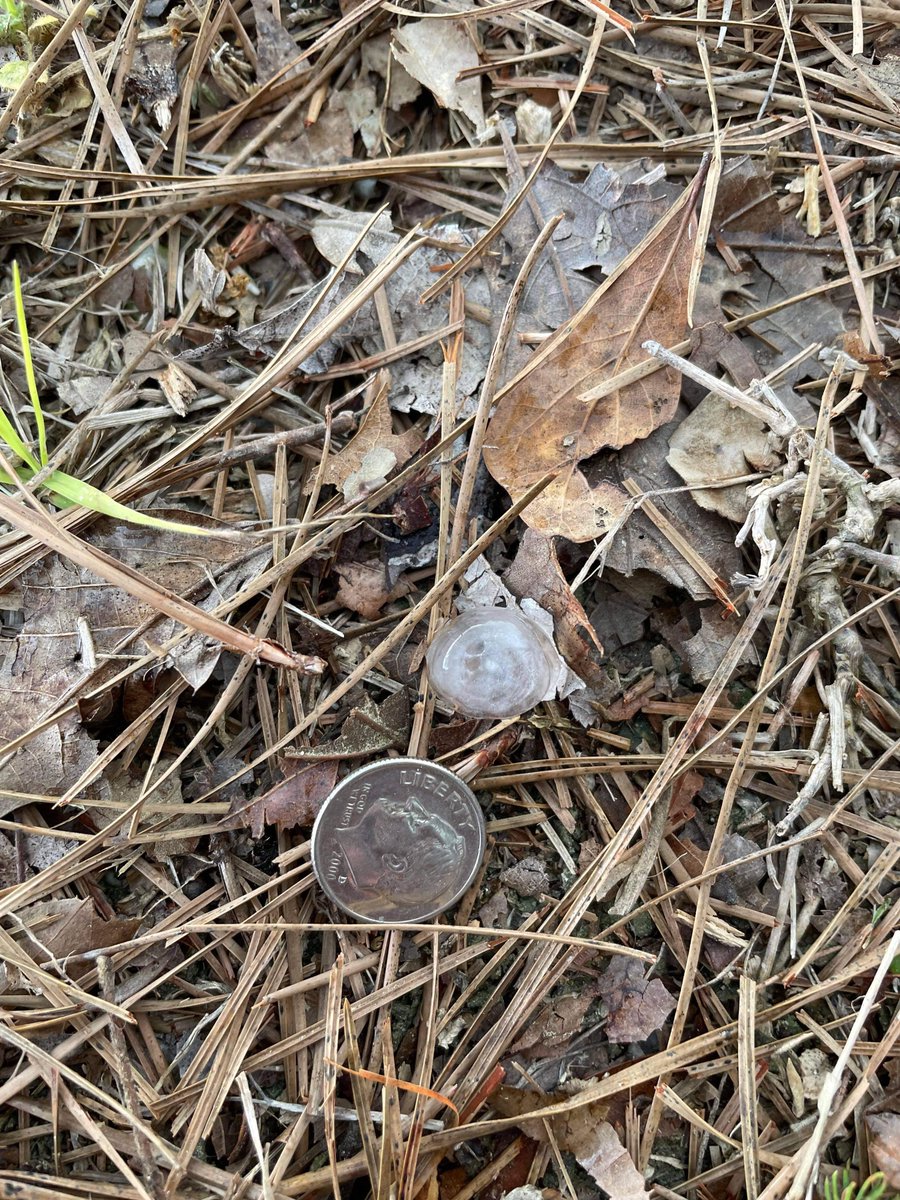 Snowflakes : The Alabama Weather Blog