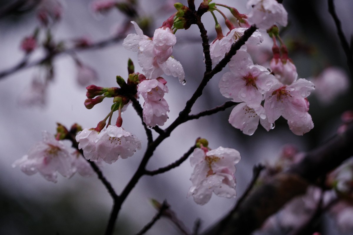 記憶カメラ on Twitter: "Slice of life Sakura PENTAX K-3 Mark III DA 55-300 PLM"