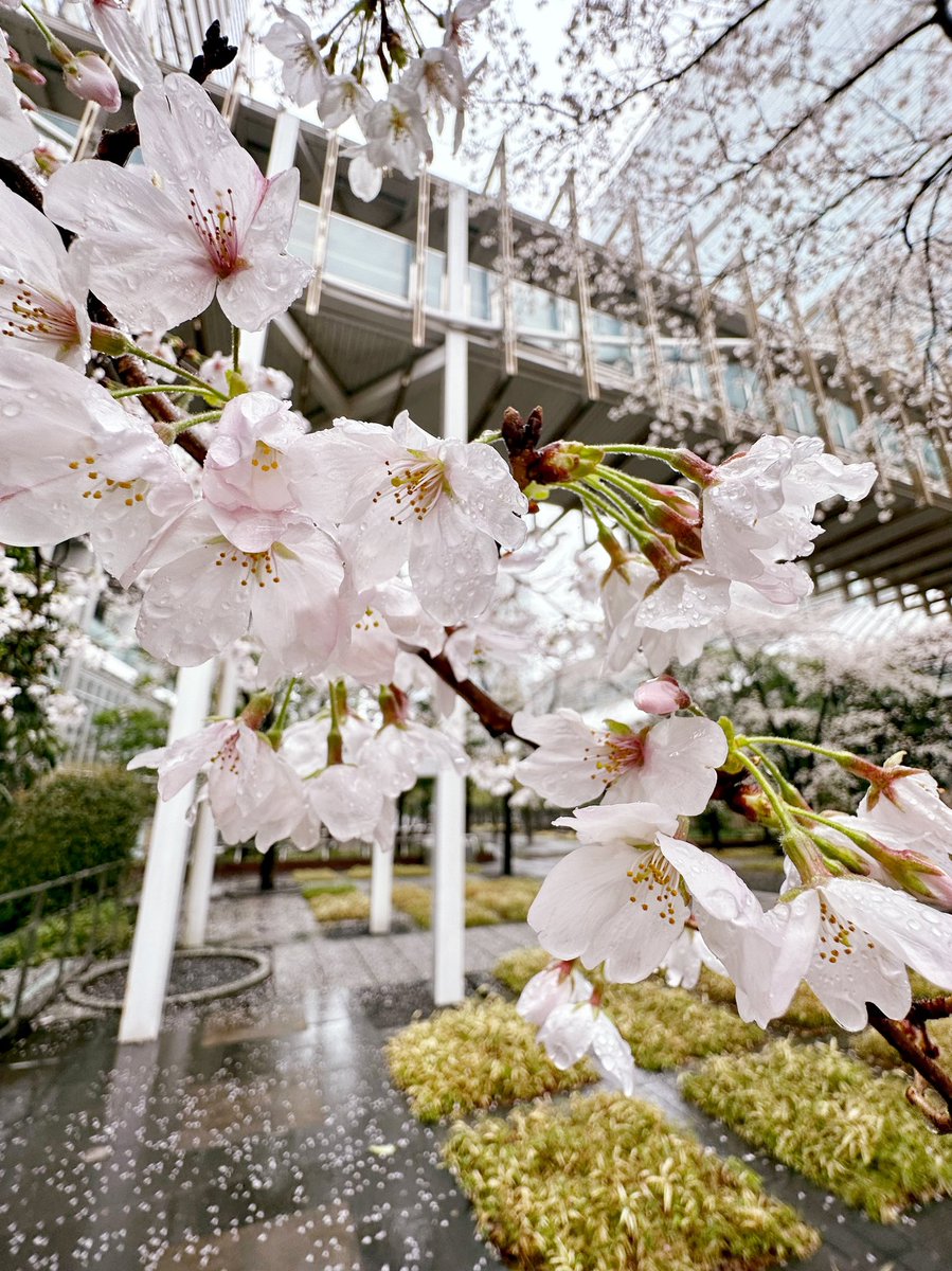 八重子 Yaeko 3 28フォワード撮影会 On Twitter 本日の桜🌸 雨の中でしたが濡れた桜もしっとりと綺麗でしたよ☺️ 素敵な