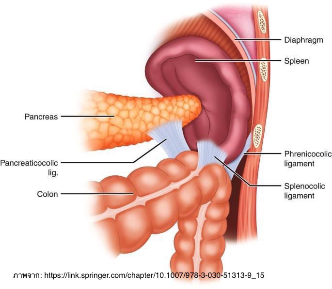 Splenic Flexure Watershed