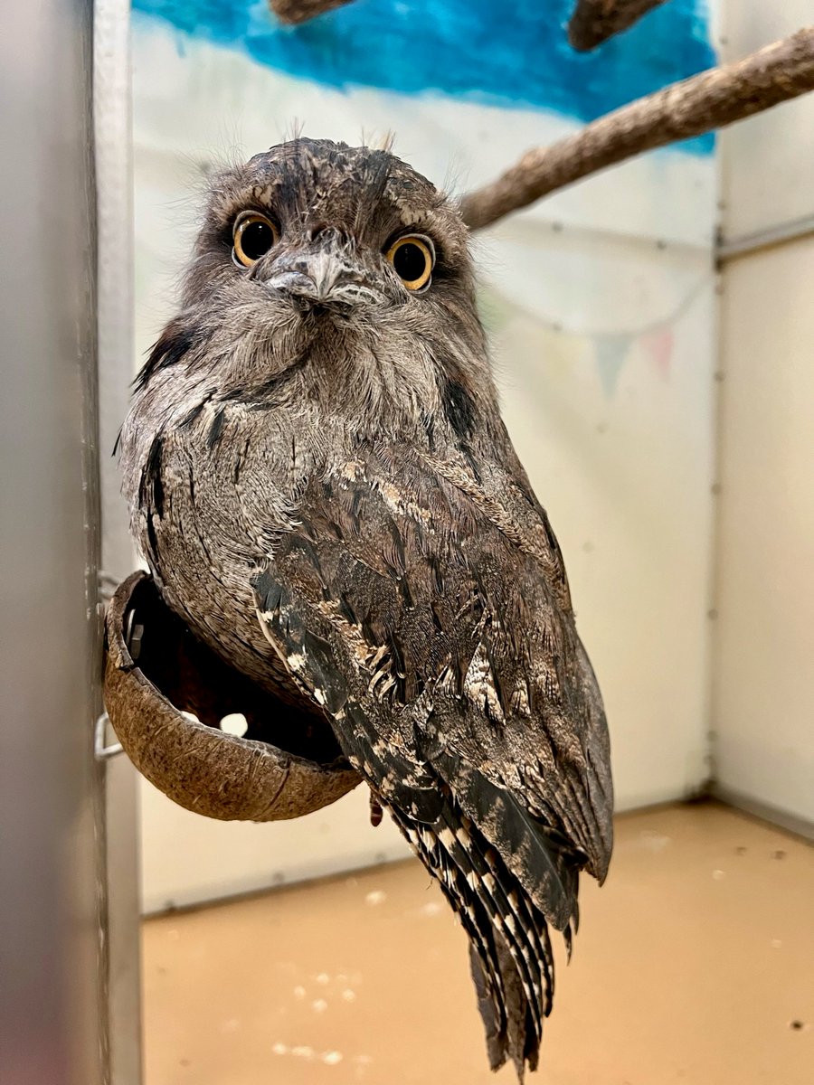 Cincinnati Zoo on Twitter: "Oscar’s favorite perch is this half of a coconut! The tawny ...