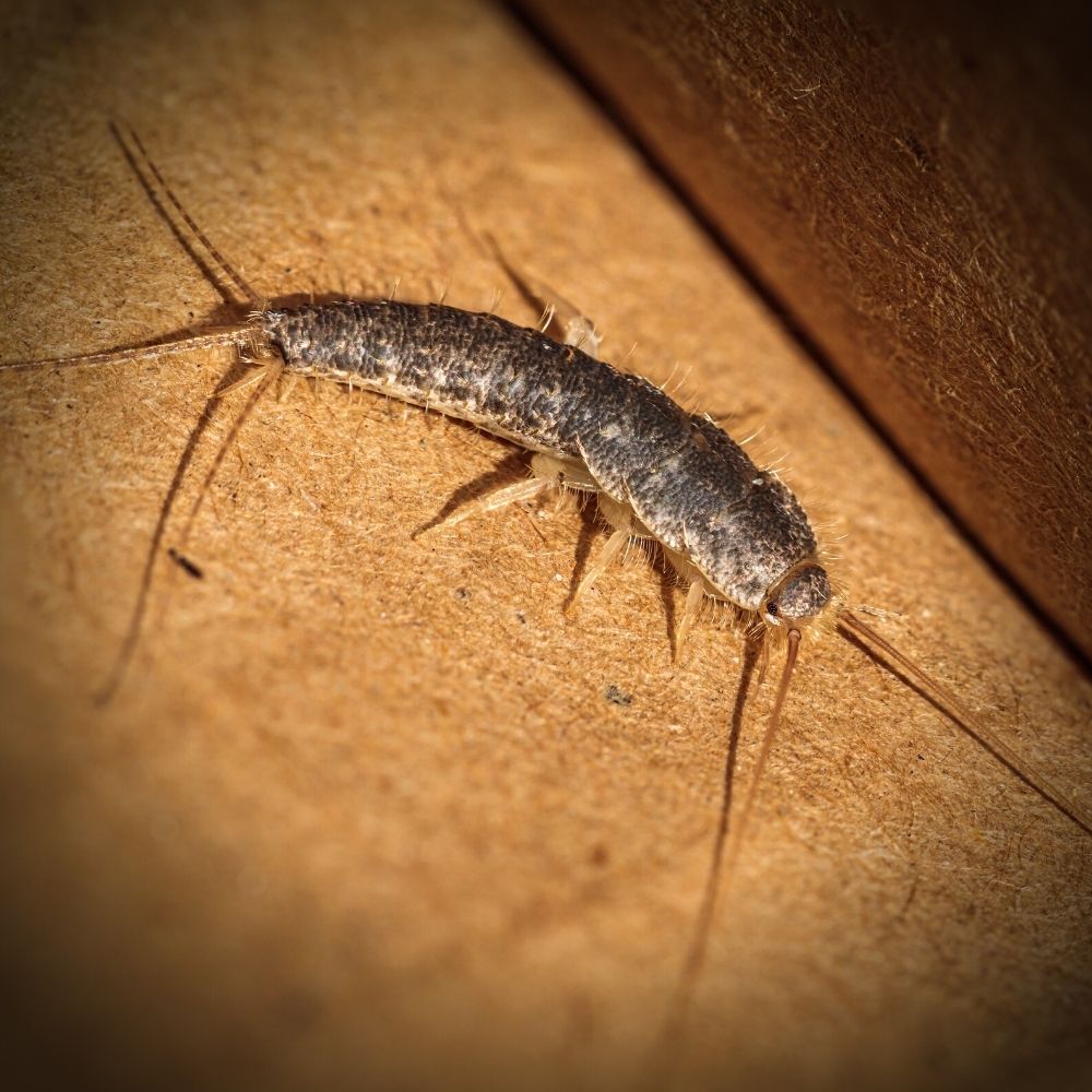 ¿Qué pasa si te pica un pececillo de plata? Daños que puede causar y ...