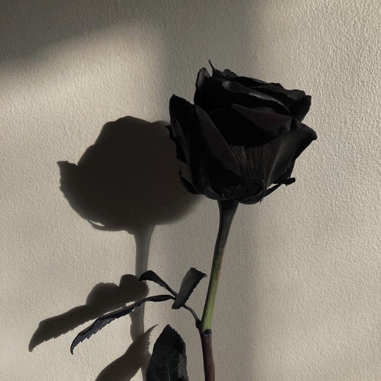 Black Roses Background Tumblr