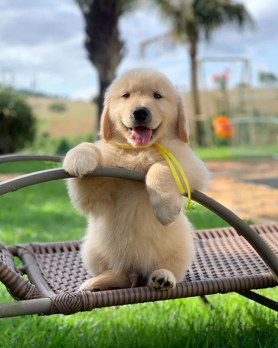 Puppies On Twitter His Name Is The Last Thing You Ate puppies-on-twitter-his-name-is-the-last-thing-you-ate