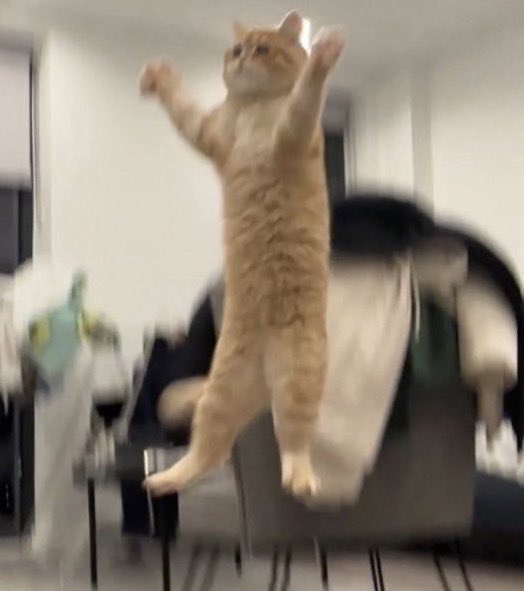 Cat Jumping For Joy