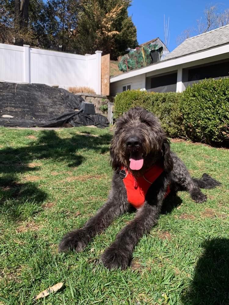 On Twitter Rt Houndsinpounds Meet The Adventurous Archie ️🐶this